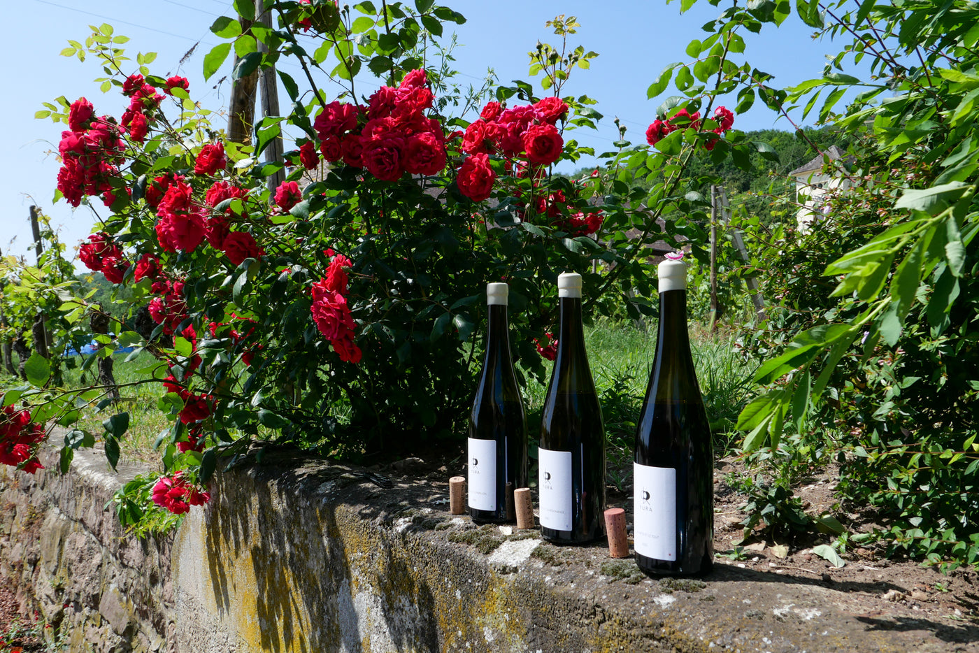 Thatcher’s Wine – Thatcher's Wine